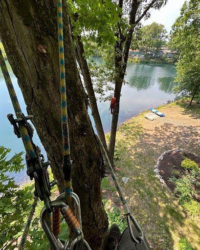 Seneca Tree Service Tree Services Experts NJ, Removal, Trimming, Stump ...